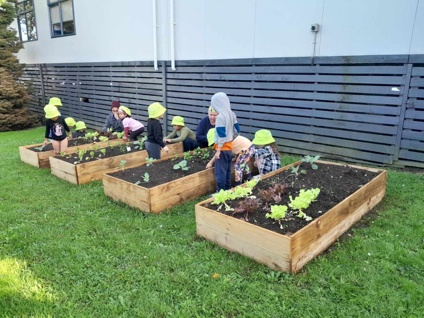 Growing kai for the community | Barnardos Early Learning